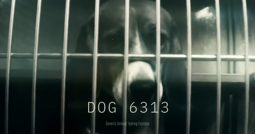 Dem Super Pac Hits Oz For Killing Puppies [video] Joe My God